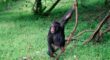 Why Do Chimpanzees Throw Poop? - The Fact Site