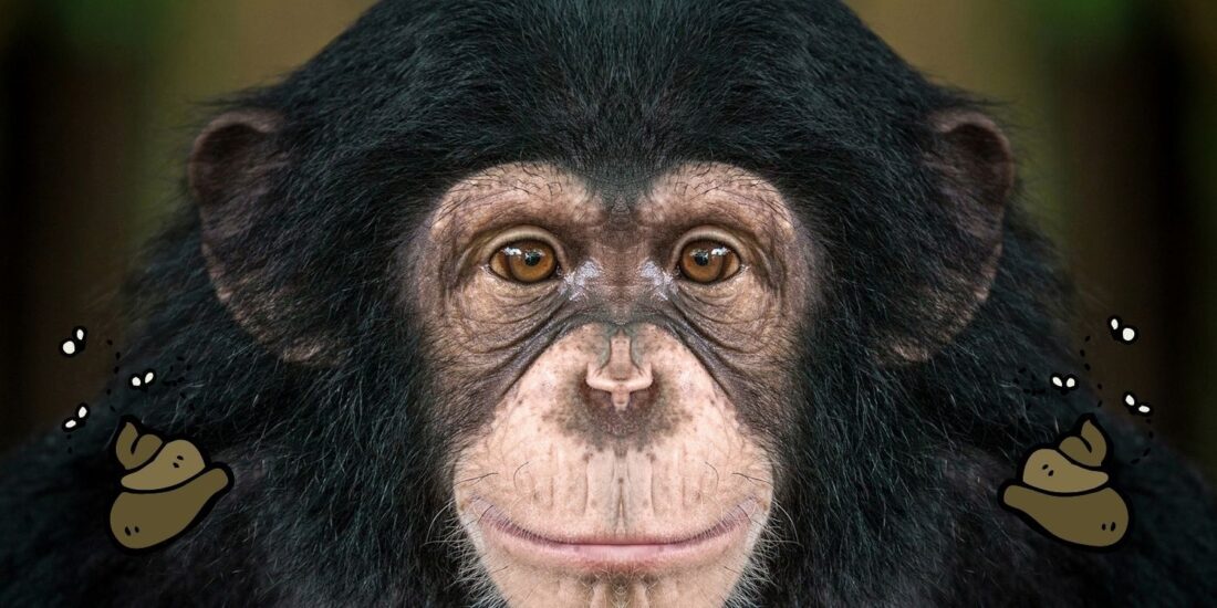 50 Fascinating Monkey Facts That Will Leave You “Ape-solutely” Amazed ...