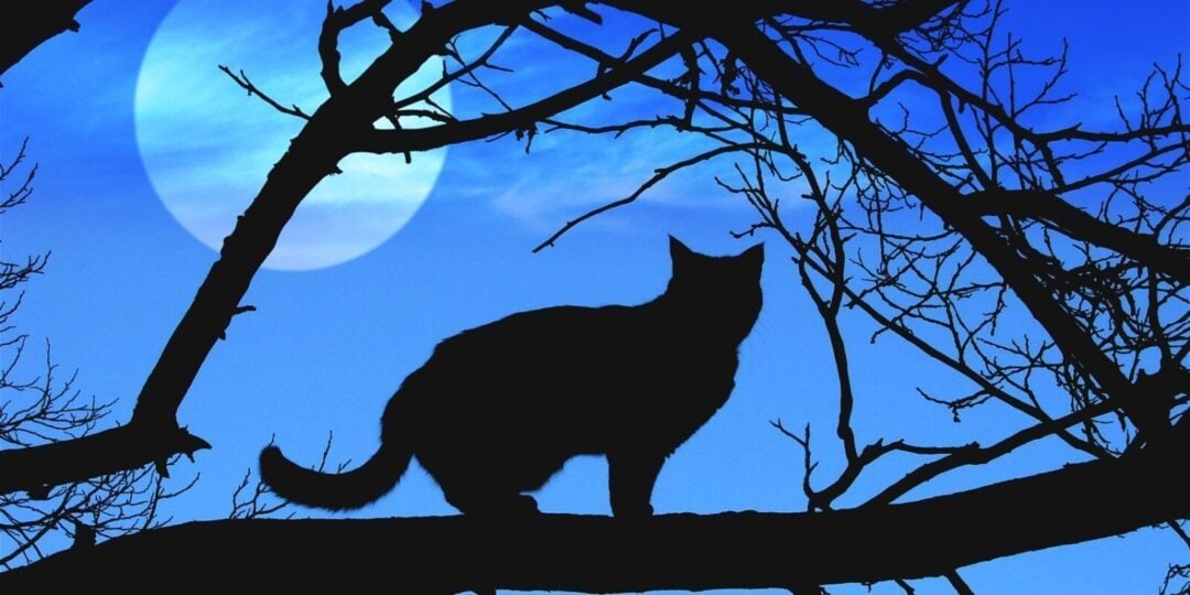 Why Are Black Cats Associated With Halloween? - The Fact Site