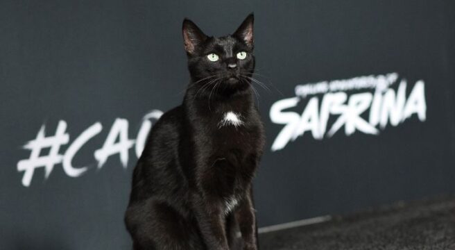Why Are Black Cats Associated With Halloween? - The Fact Site