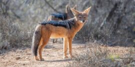 What Noise Does A Fox Make? - The Fact Site