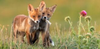 What Noise Does A Fox Make? - The Fact Site