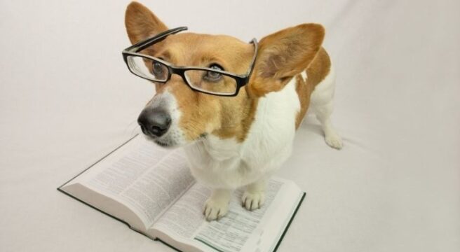12 Captivating Facts About Corgis That You Should Know - The Fact Site