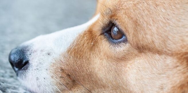 12 Captivating Facts About Corgis That You Should Know - The Fact Site