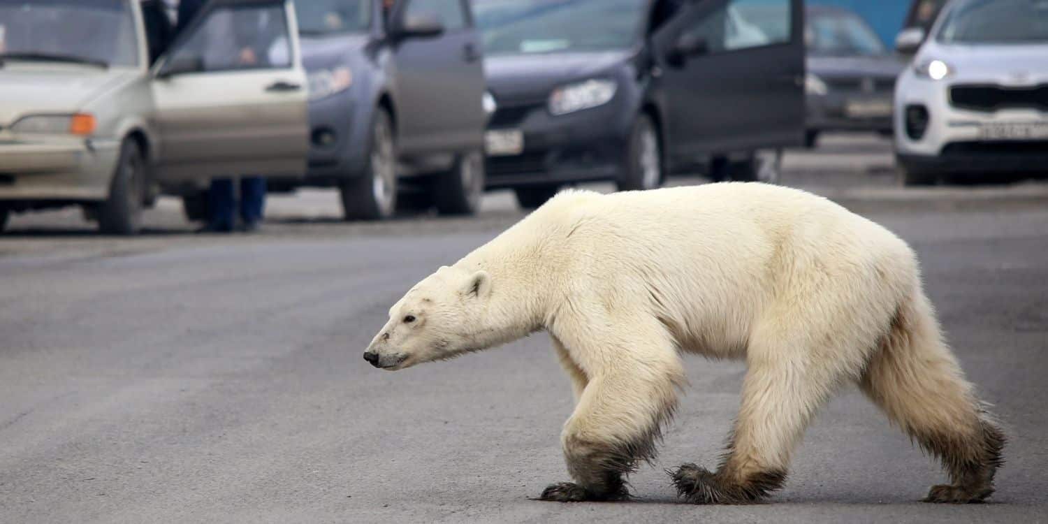 The Mass Polar Bear Invasion Of Russia - The Fact Site