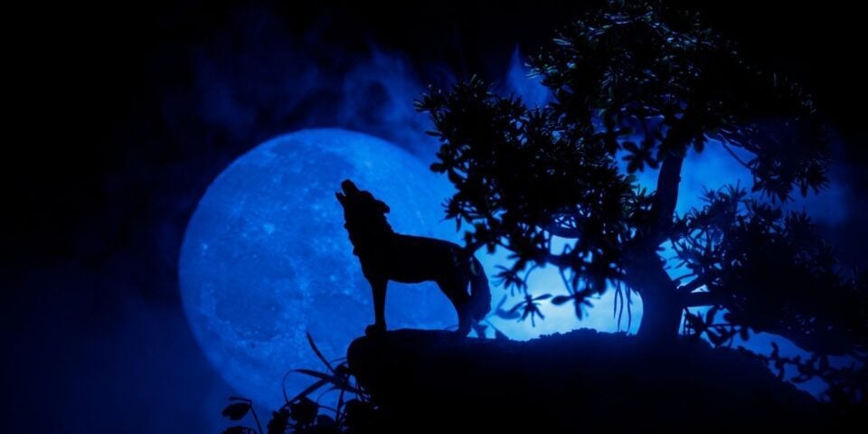 What Is A Wolf Moon? - The Fact Site