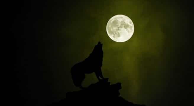 What Is A Wolf Moon? - The Fact Site