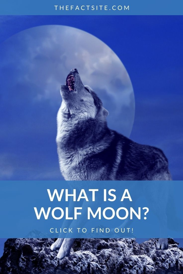 What Is A Wolf Moon? - The Fact Site