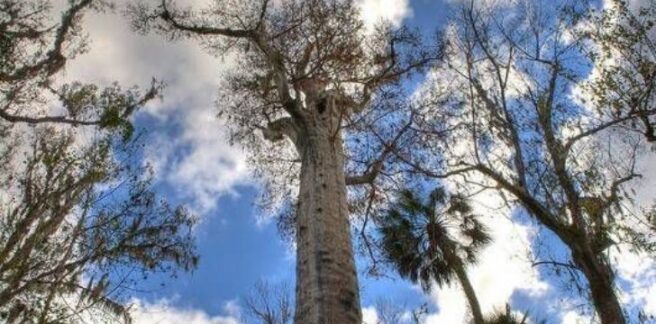 7 Oldest Trees In The World - The Fact Site