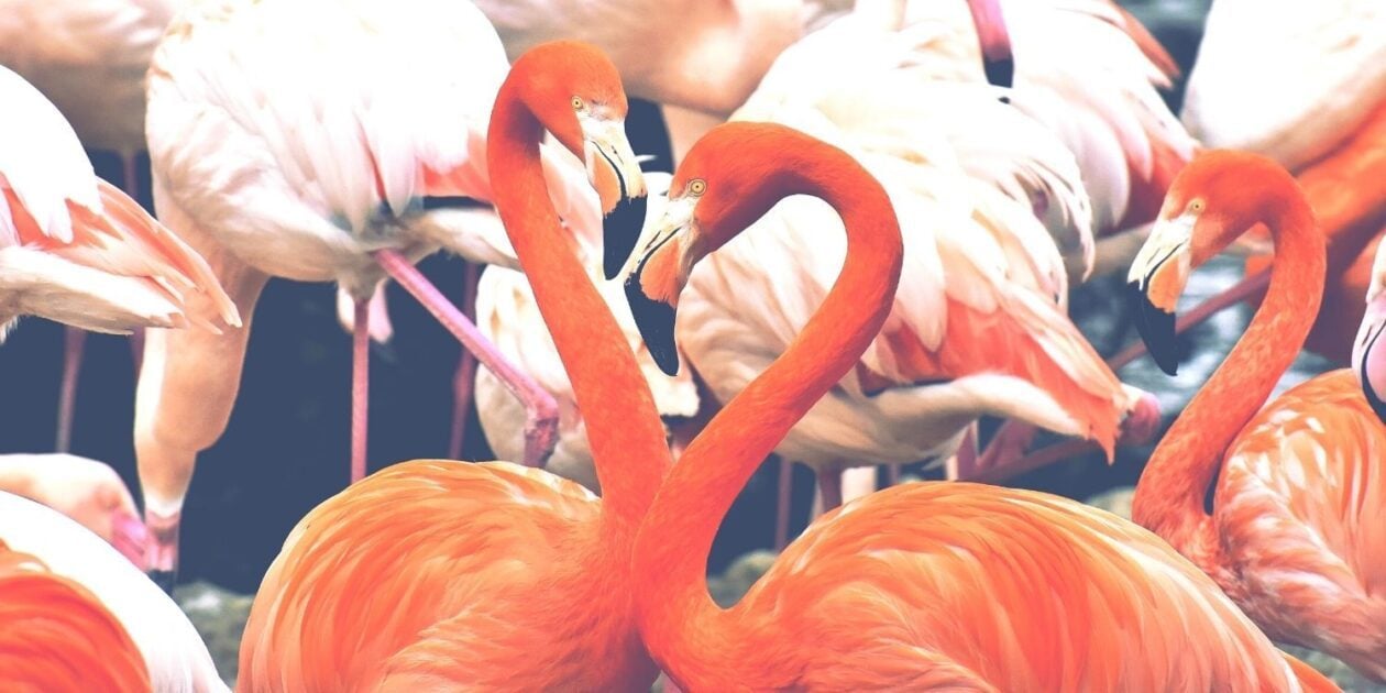 15 Fabulous Facts About Flamingos - The Fact Site