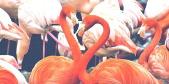 15 Fabulous Facts About Flamingos - The Fact Site