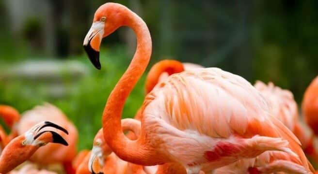 15 Fabulous Facts About Flamingos - The Fact Site