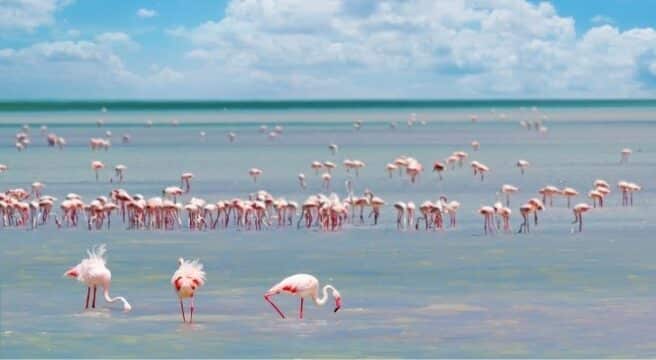 15 Fabulous Facts About Flamingos - The Fact Site