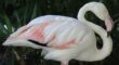 15 Fabulous Facts About Flamingos - The Fact Site