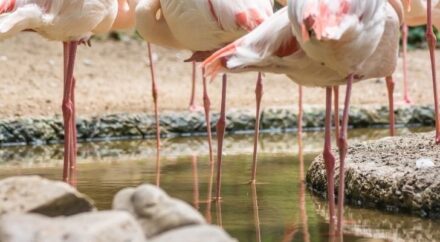 15 Fabulous Facts About Flamingos - The Fact Site