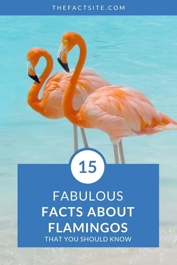 15 Fabulous Facts About Flamingos - The Fact Site