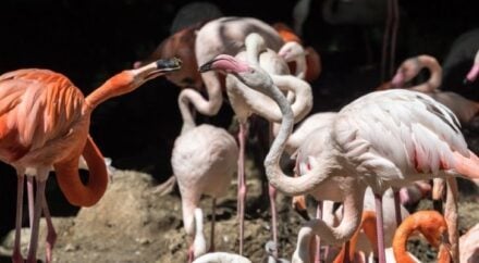 15 Fabulous Facts About Flamingos - The Fact Site