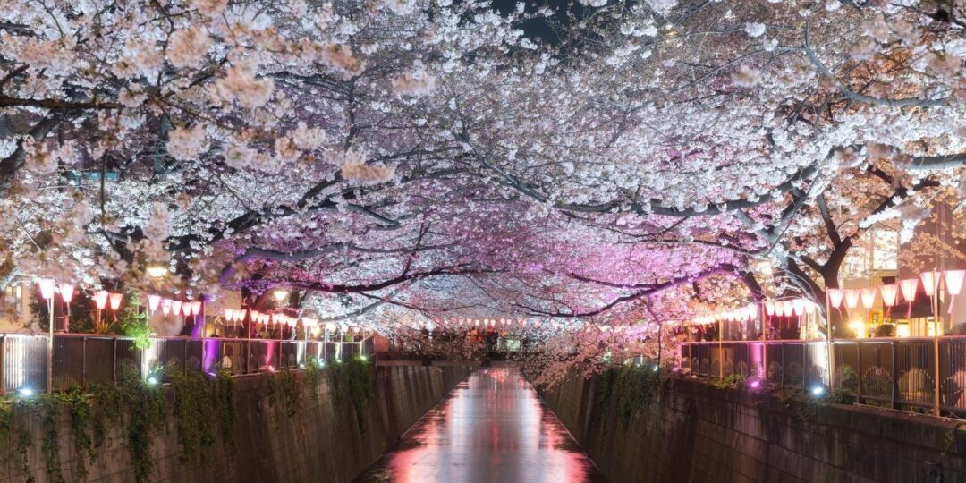 15 Fruity Facts About Guavas - The Fact Site