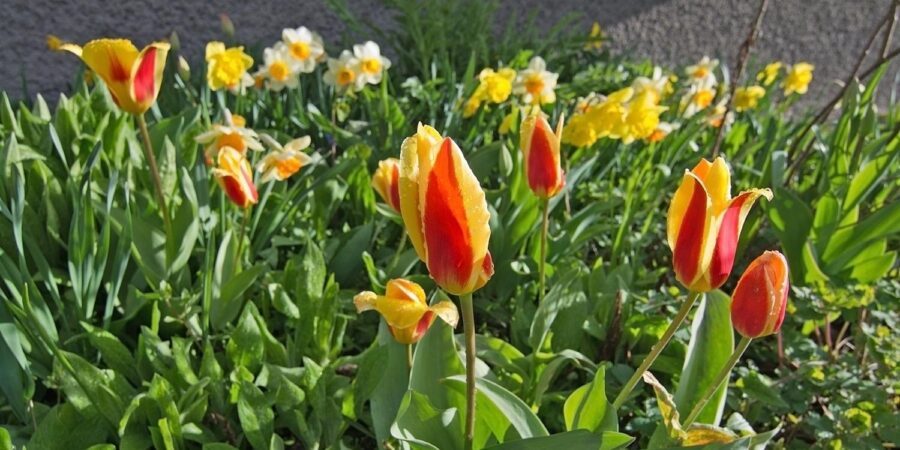 20 Facts About Violets & Primroses, February's Birth Flowers - The Fact ...