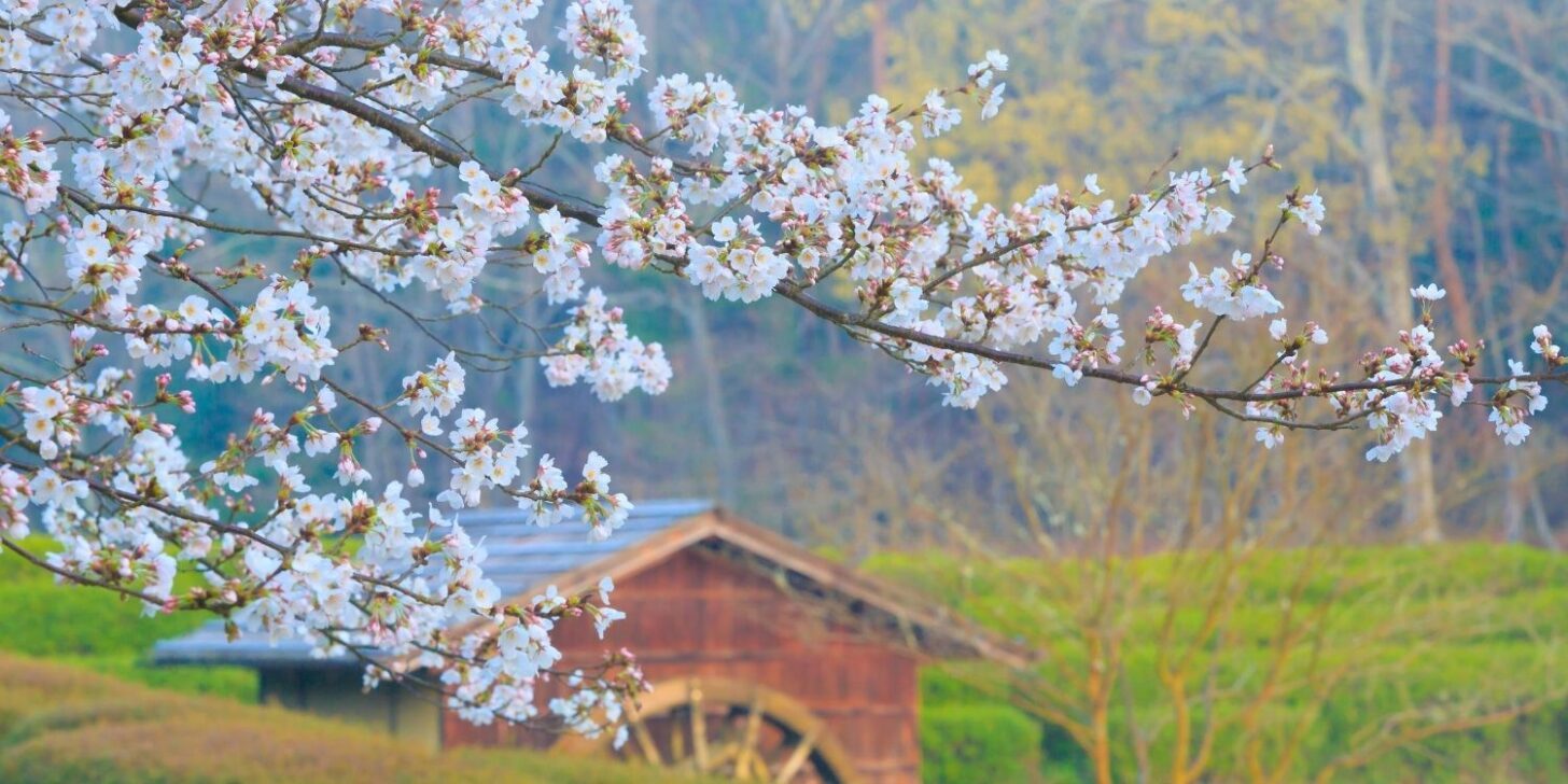 151 Interesting Pokémon Facts From Bulbasaur to Mew - The Fact Site