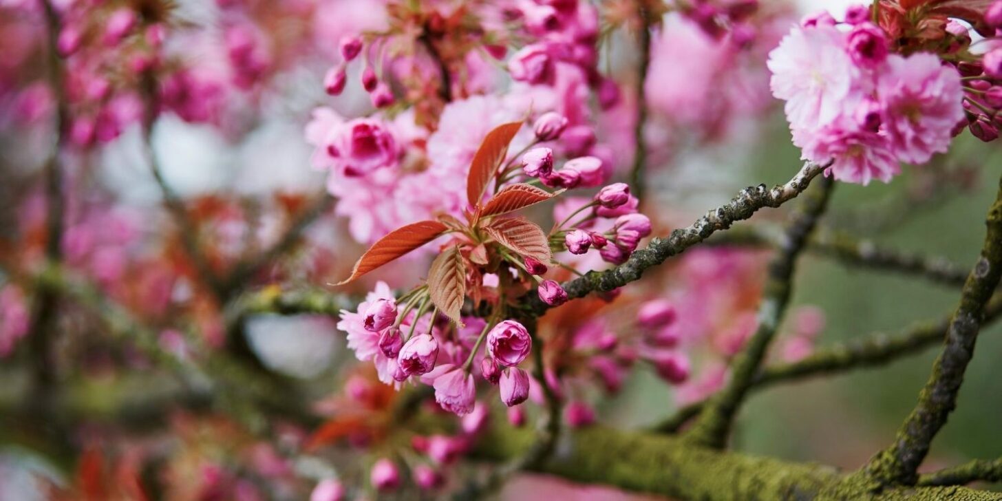 50 Fascinating Monkey Facts That Will Leave You “Ape-solutely” Amazed - The Fact Site