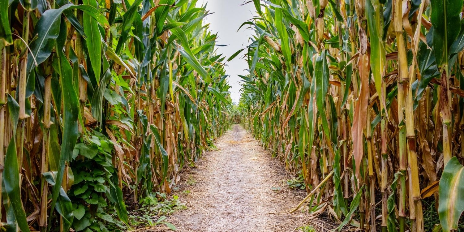 August 15: Facts & Historical Events On This Day - The Fact Site