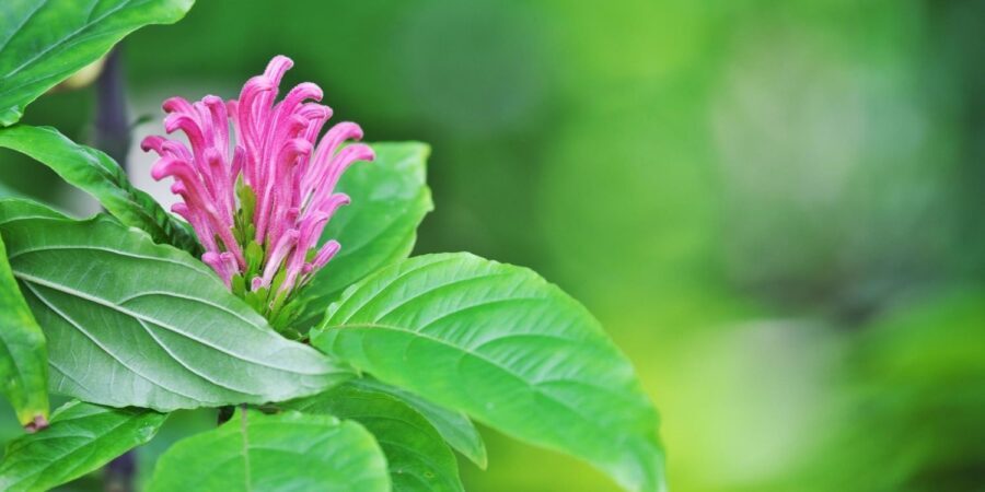 August 16: Facts & Historical Events On This Day - The Fact Site