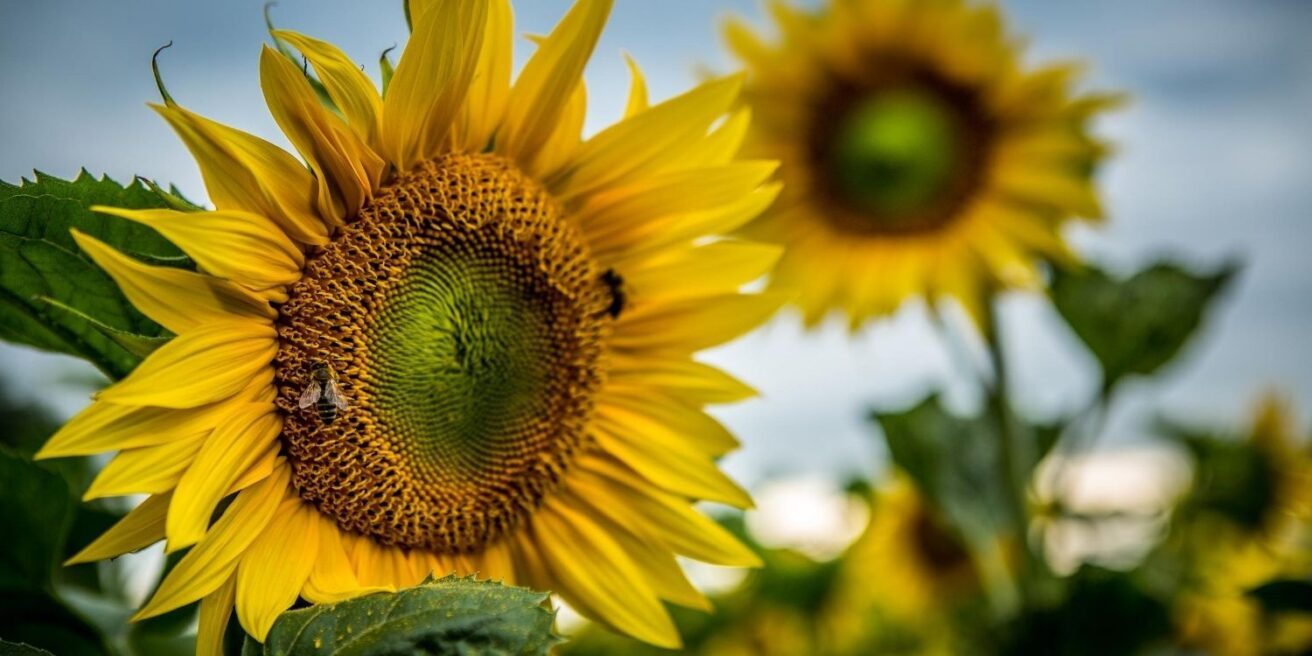 August 24: Facts & Historical Events On This Day - The Fact Site