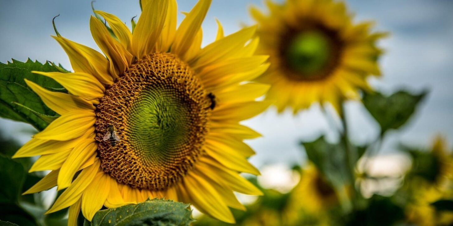 August 24: Facts & Historical Events On This Day - The Fact Site