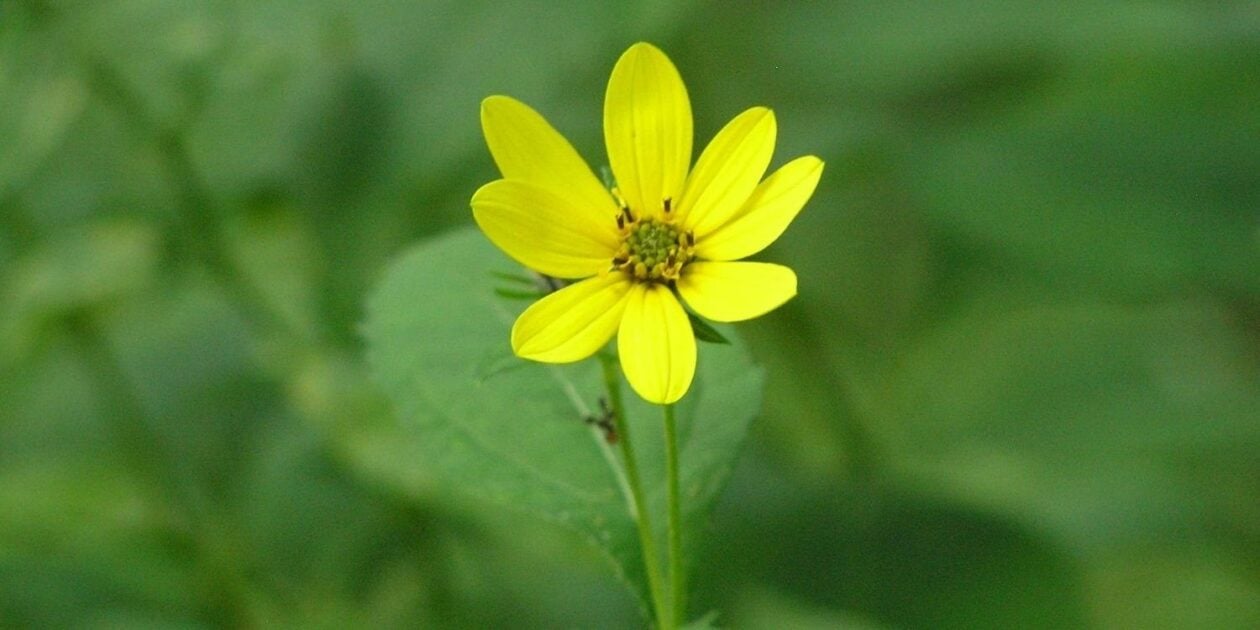 August 29: Facts & Historical Events On This Day - The Fact Site