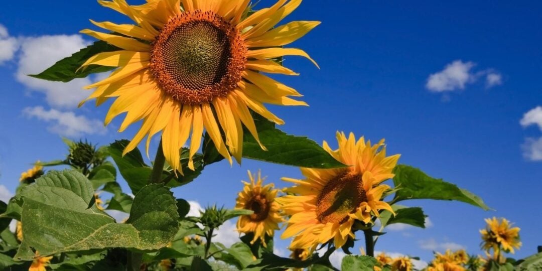 August 7: Facts & Historical Events On This Day - The Fact Site