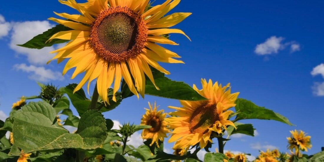 August 7: Facts & Historical Events On This Day - The Fact Site