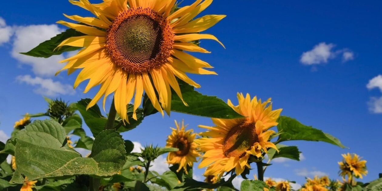 August 7: Facts & Historical Events On This Day - The Fact Site