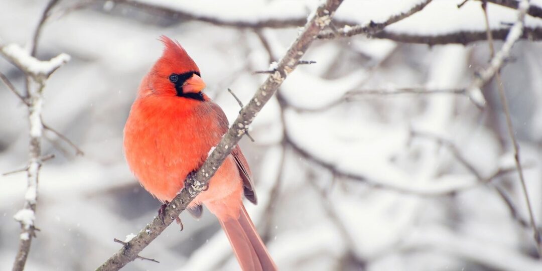 December 21: Facts & Historical Events On This Day - The Fact Site