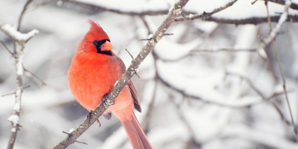 December 21: Facts & Historical Events On This Day - The Fact Site