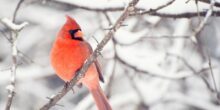 December 21: Facts & Historical Events On This Day - The Fact Site