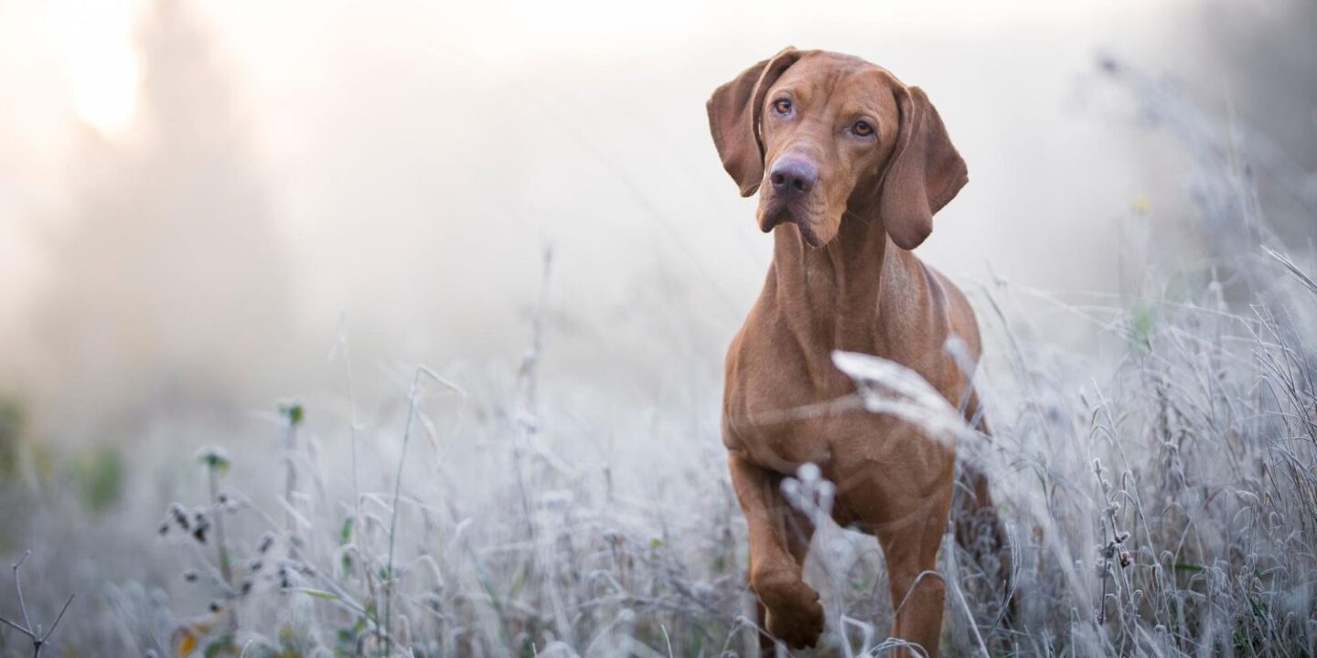 December 5: Facts & Historical Events On This Day - The Fact Site