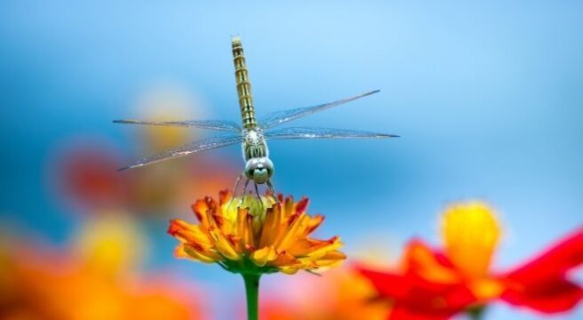 15 Awesome Facts About Dragonflies - The Fact Site
