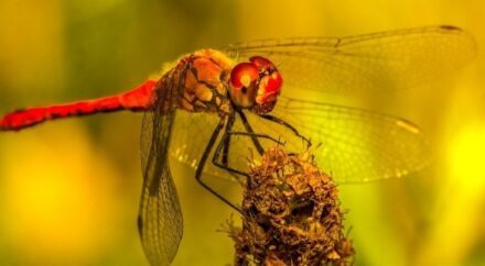 15 Awesome Facts About Dragonflies - The Fact Site