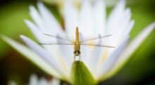 15 Awesome Facts About Dragonflies - The Fact Site