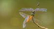 15 Awesome Facts About Dragonflies - The Fact Site