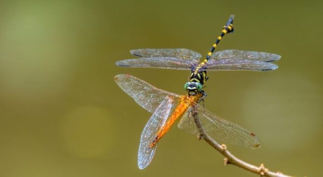 15 Awesome Facts About Dragonflies - The Fact Site