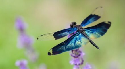 15 Awesome Facts About Dragonflies - The Fact Site