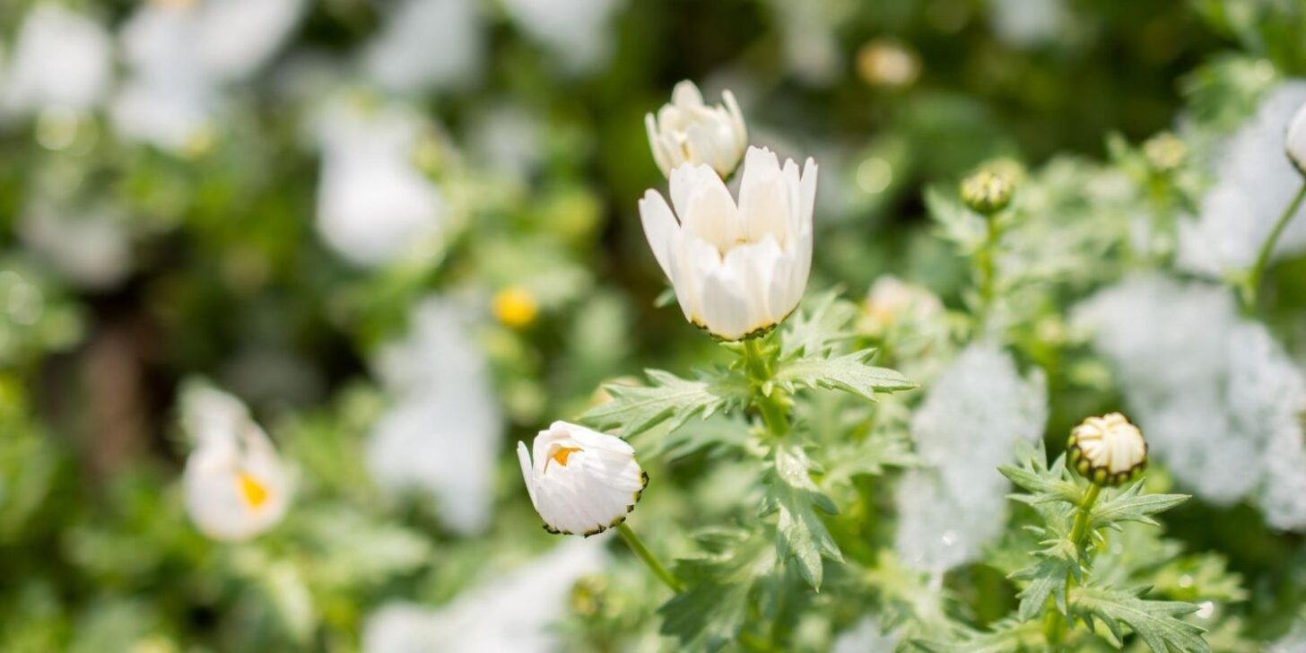 February 17: Facts & Historical Events On This Day - The Fact Site