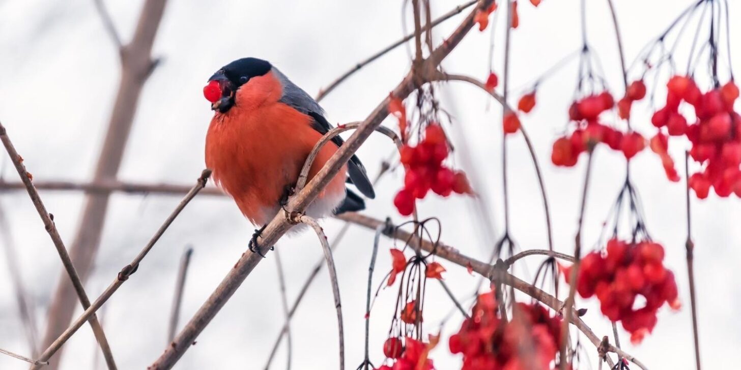 February 9: Facts & Historical Events On This Day - The Fact Site