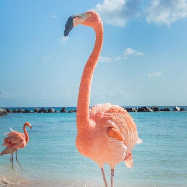 19 Facts About Red Bull That'll Actually Give You Wings! | The Fact Site