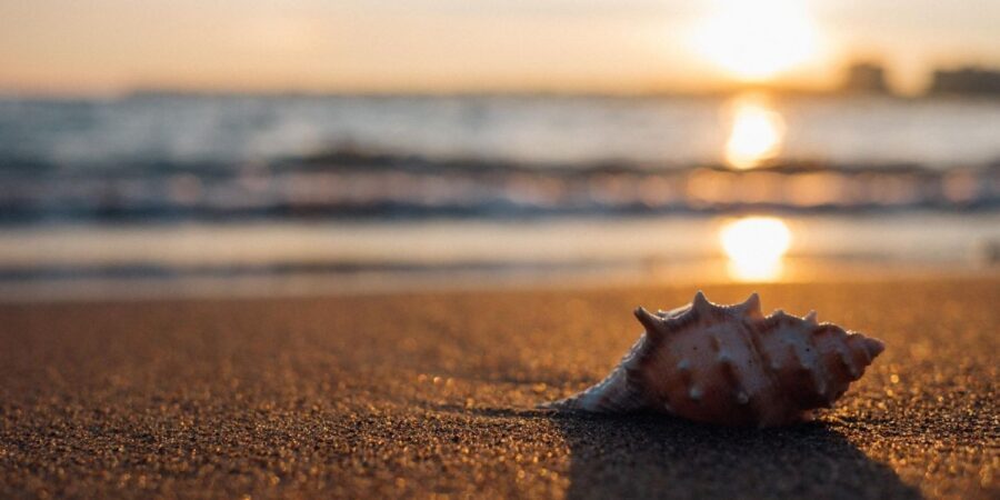 30 Dill-ightful Facts About Armadillos - The Fact Site