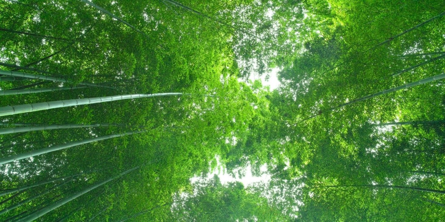 25 Fun Facts About Anna Paquin - The Fact Site