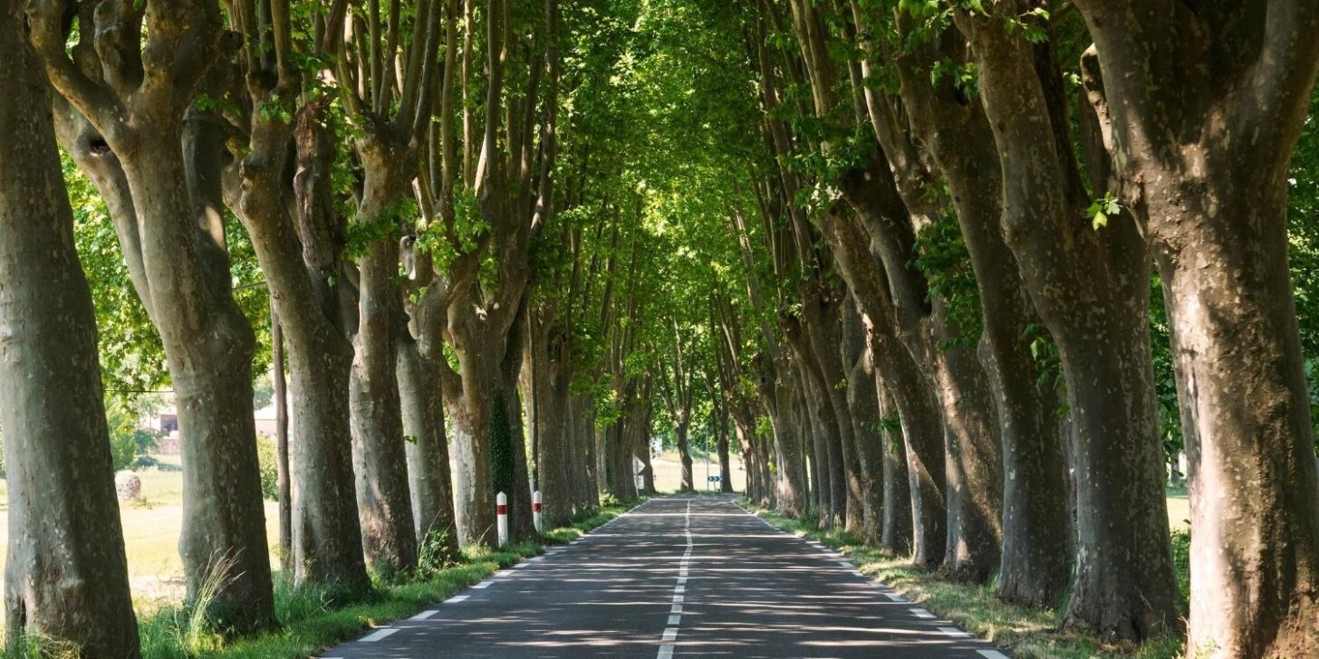 15 Cool Facts About Candy Canes - The Fact Site