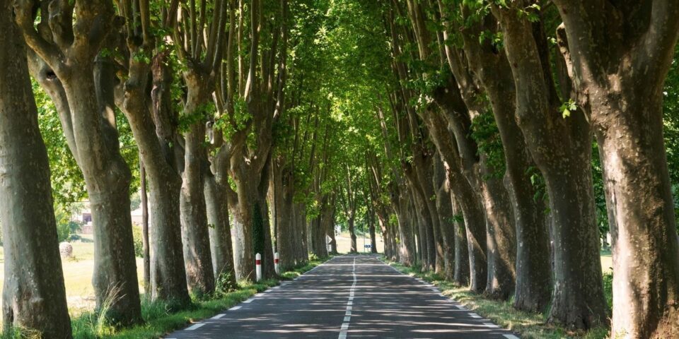 15 Cool Facts About Candy Canes - The Fact Site